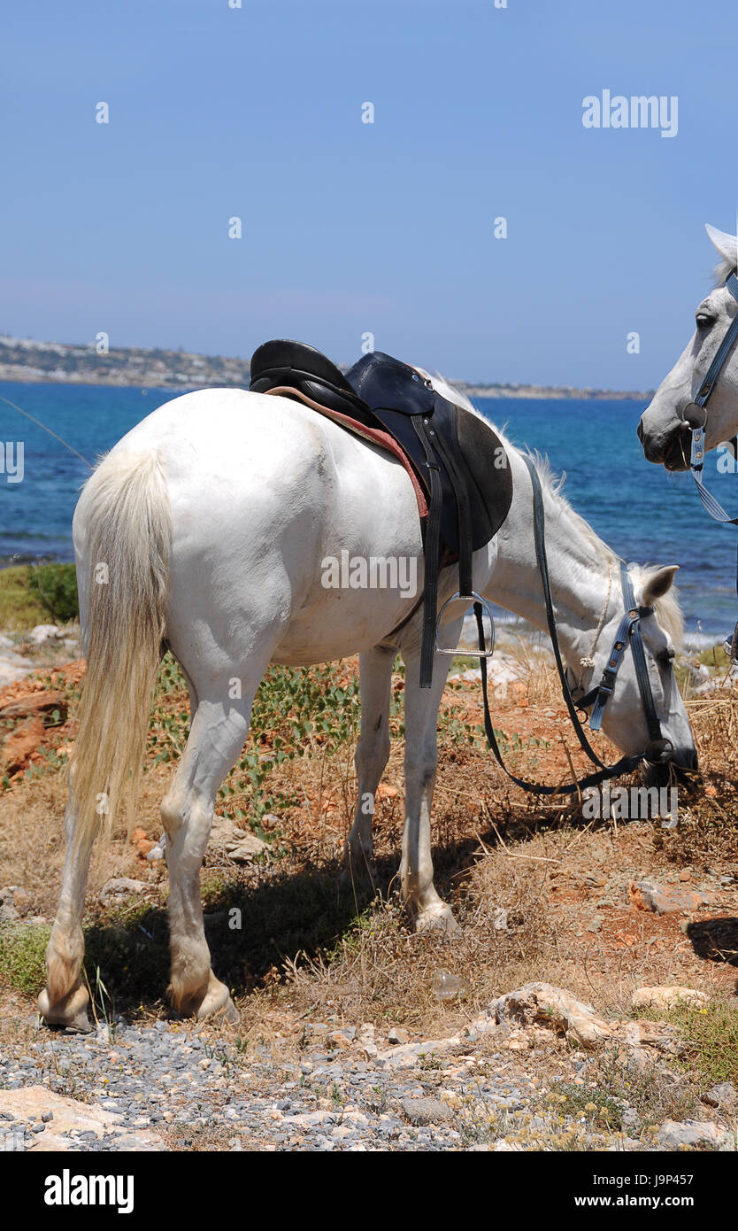 ride, horse, horses, saddle, saddles, mold, horseriding, ride, horse ...