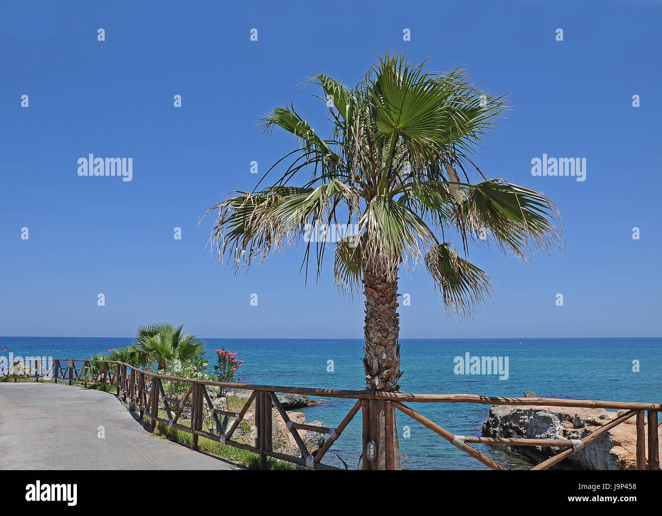 greece, palm tree, promenade, crete, greece, palm tree, barrier ...