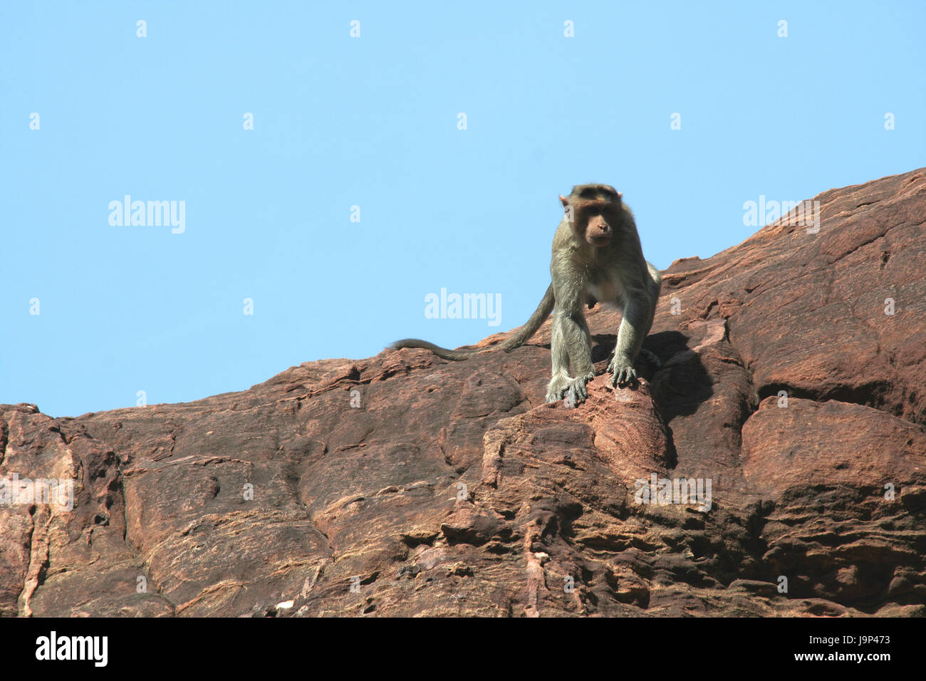 animal, fauna, monkey, watchful, look, glancing, see, view, looking ...