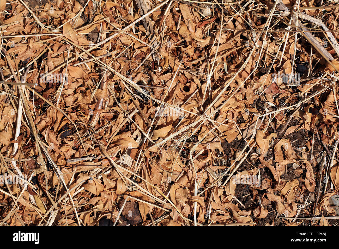 dust, leaves, grasses, golden, dry, dried up, barren, globe, planet ...
