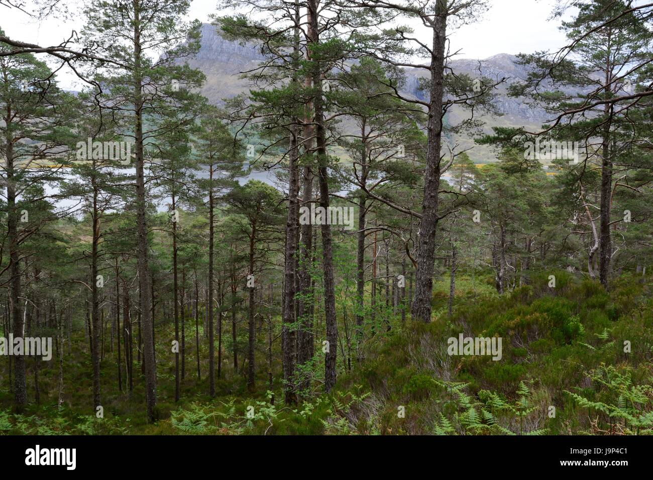 Walk through Scots pine trees Pinus sylvestre Beinn Eighe National ...