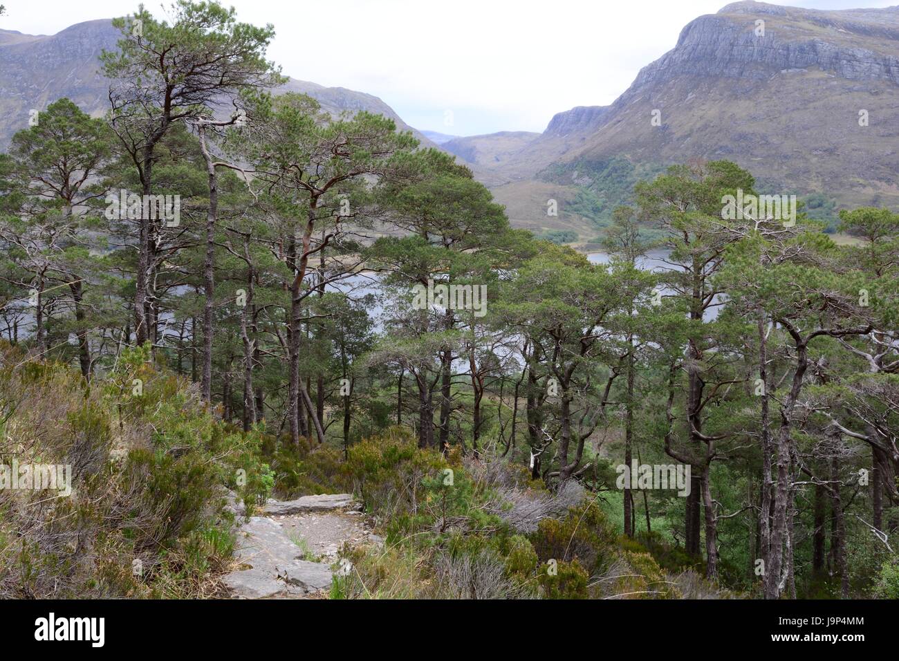 Scots pine trees hi-res stock photography and images - Alamy