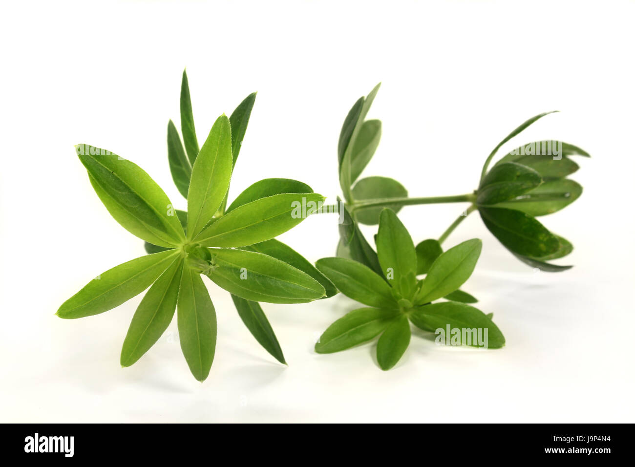 flavour, taste, smell, woodruff, herbs, spice, green, alcohol, spring ...