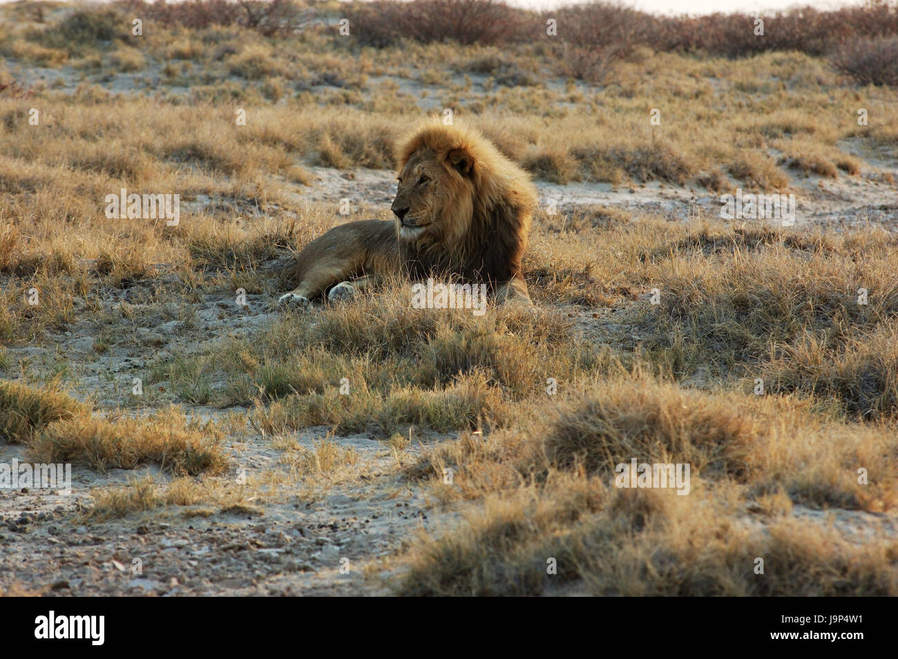 animal, wild, africa, lion, cat, big cat, feline predator, wildlife ...