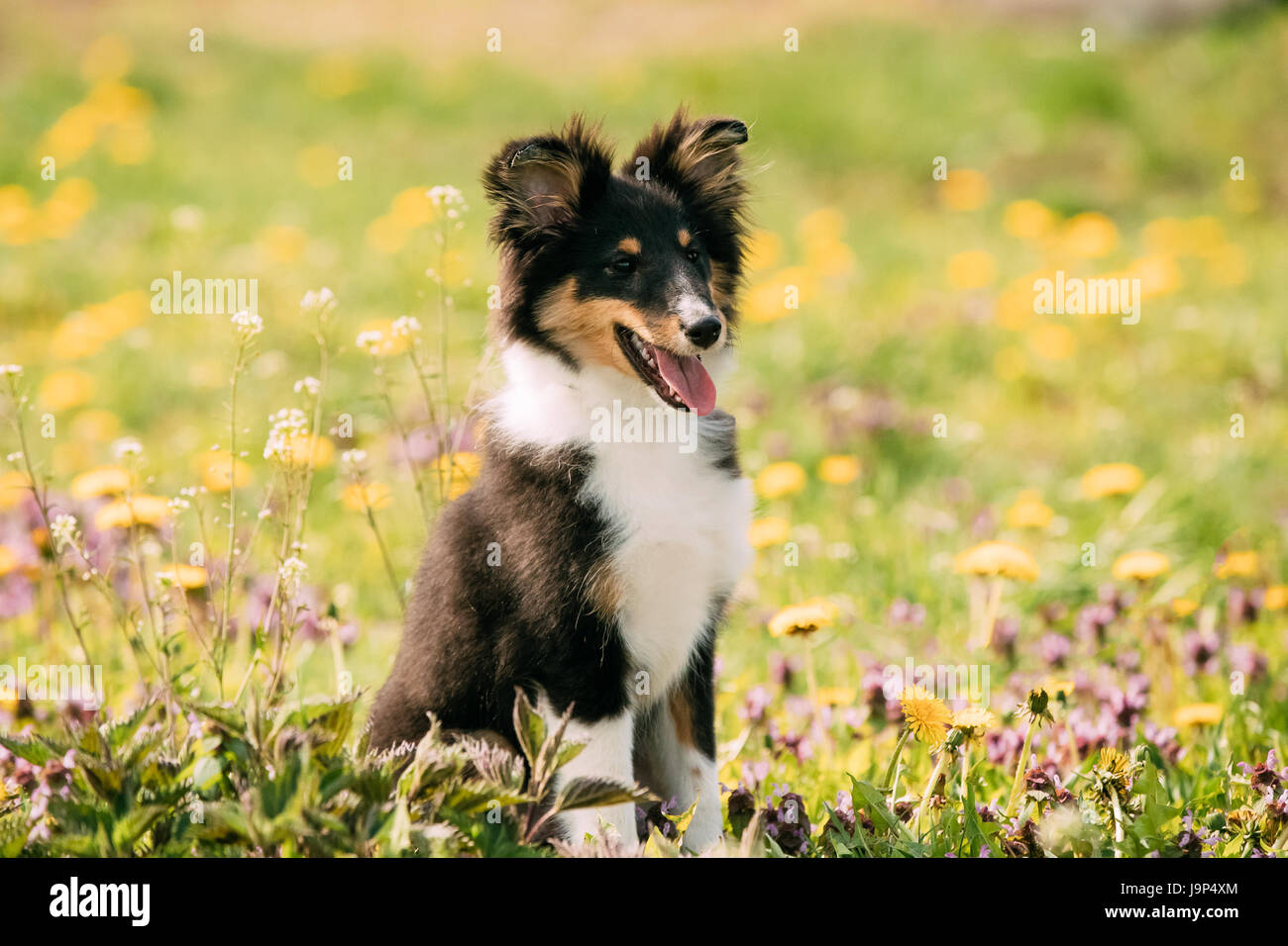Young Happy Smiling Shetland Sheepdog Sheltie Puppy Playing Outdoor In ...