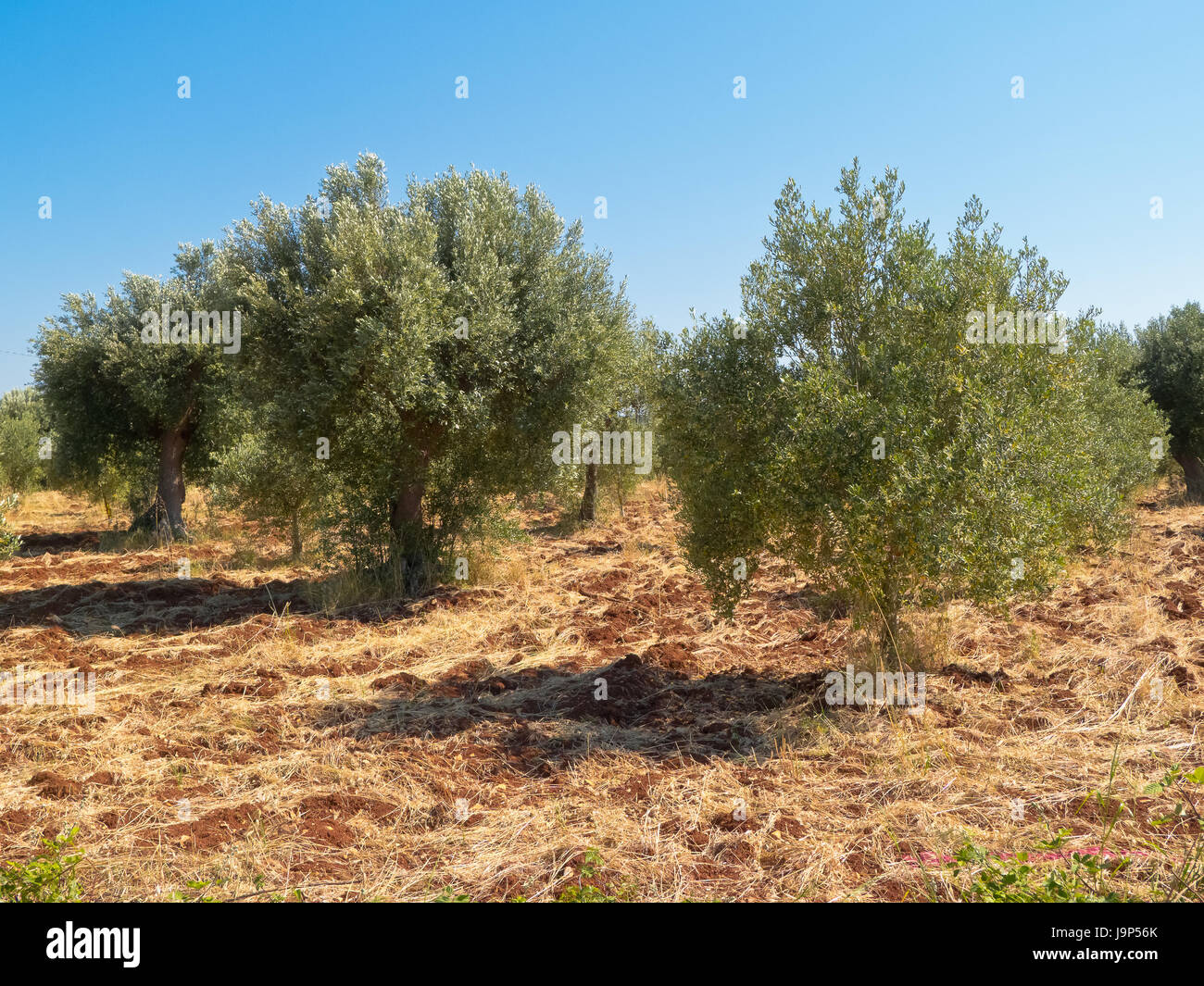 Olive tree field hi-res stock photography and images - Alamy