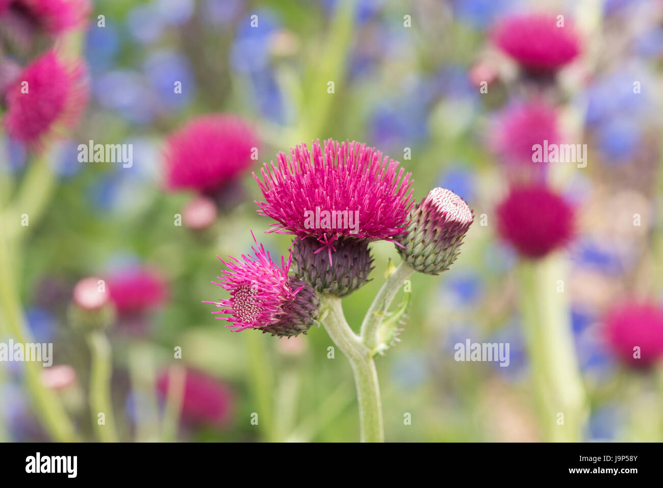 Plant blue thistle hi-res stock photography and images - Alamy