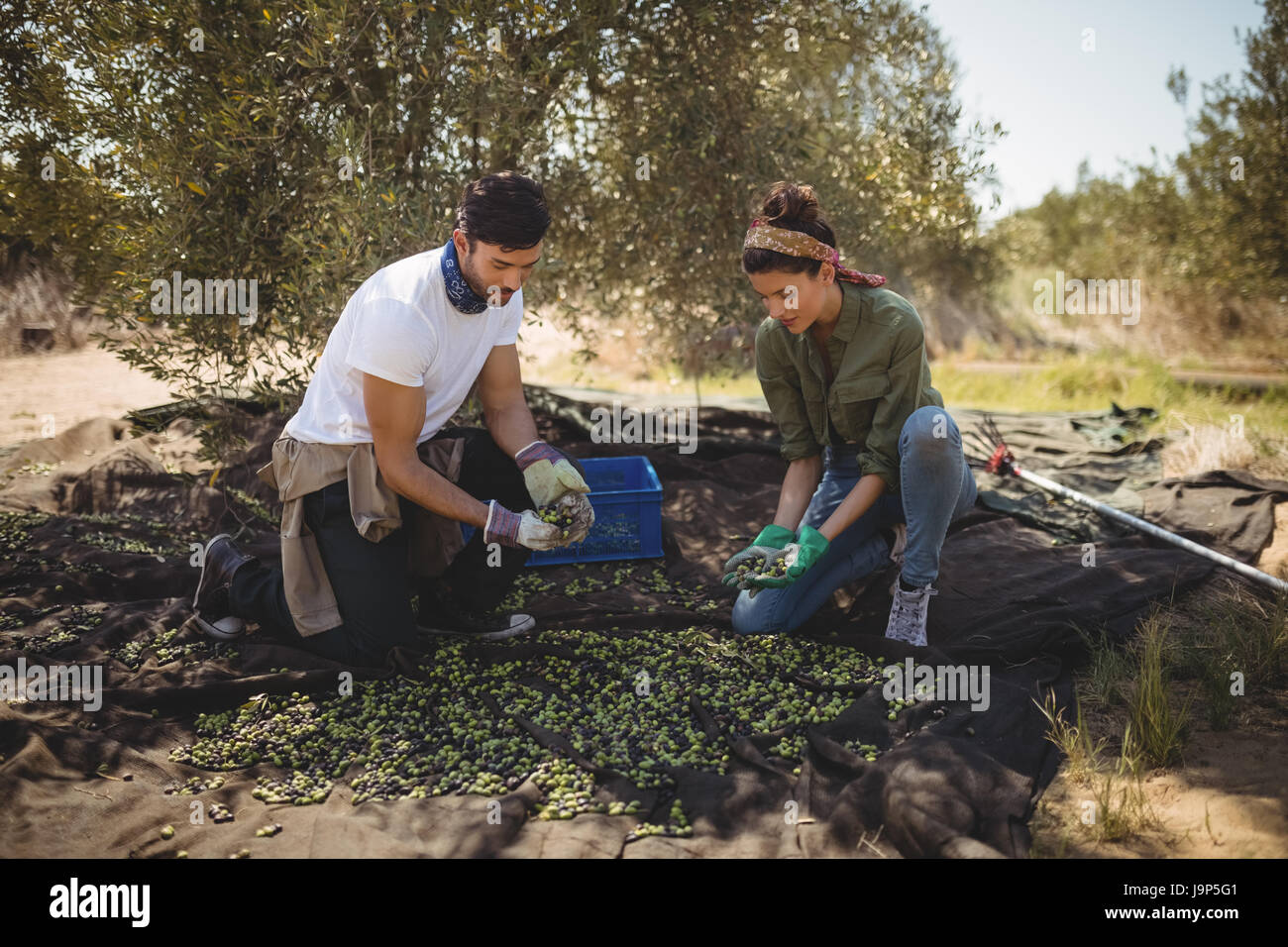 Young couple collecting olives at farm during sunny day Stock Photo - Alamy
