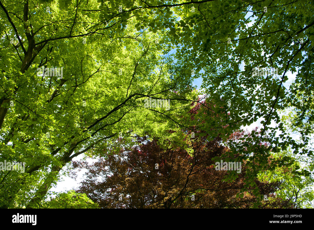 Heavenly canopy hi-res stock photography and images - Alamy