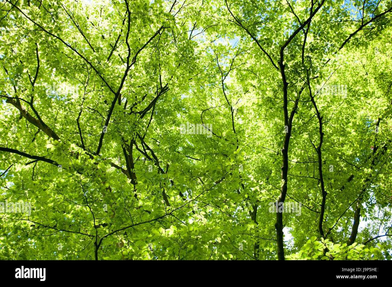 tree, leaves, spring, canopy, top, lawn, green, forest, foliage, blue ...