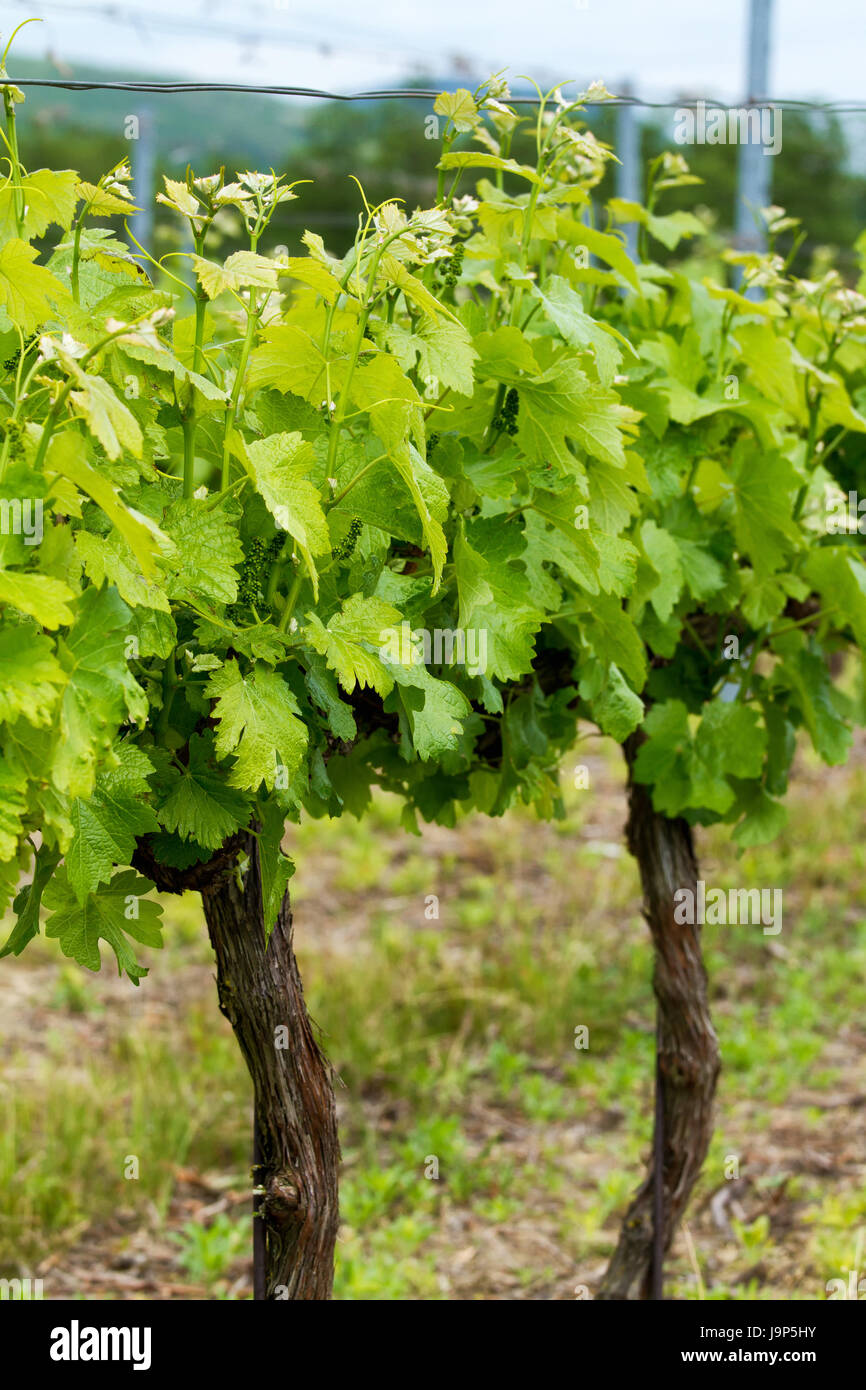 agriculture, farming, vineyard, viticulture, wineyard, landscape ...