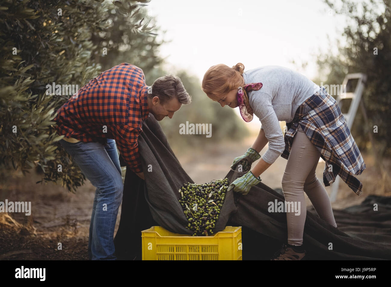 Side view of man and woman collecting olives in crates at farm during ...