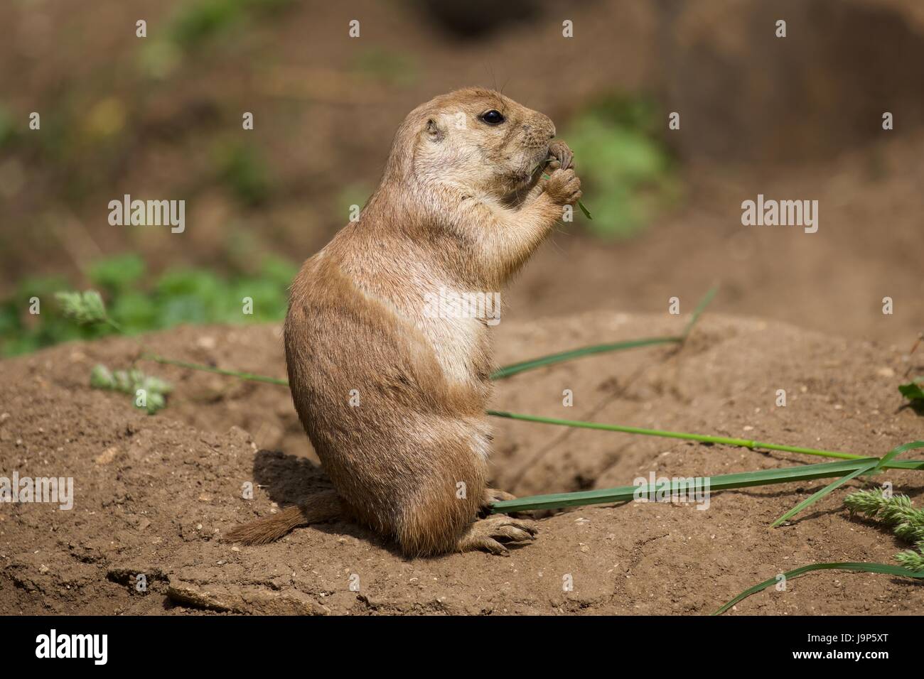 Black-tailed Prairie Dog Stock Photo - Alamy