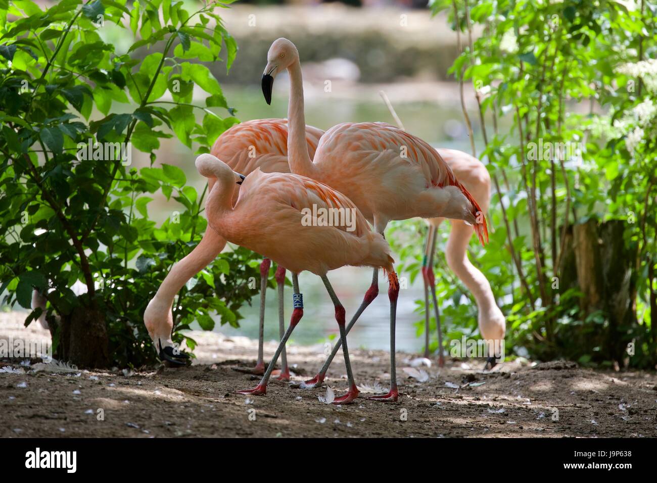 Animaria hi-res stock photography and images - Alamy