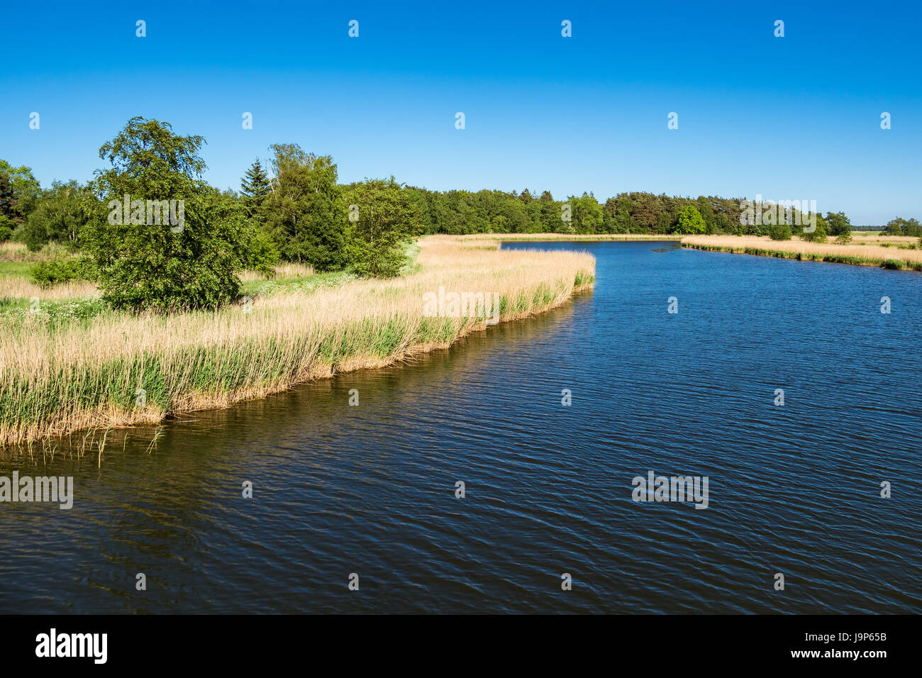 Landscape with trees in Prerow, Germany Stock Photo - Alamy