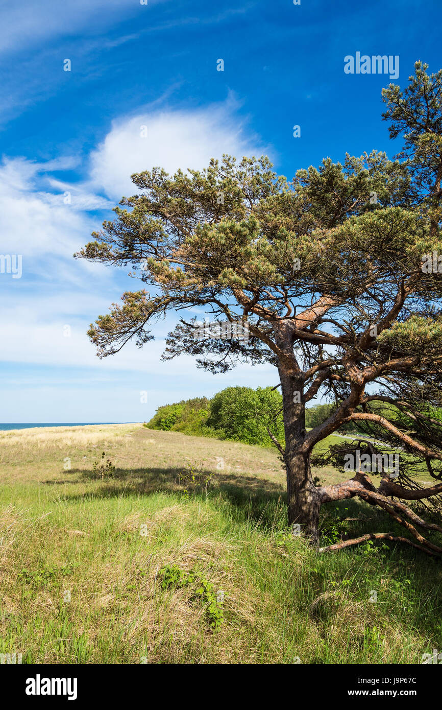 Trees on shore of the Baltic Sea Stock Photo - Alamy