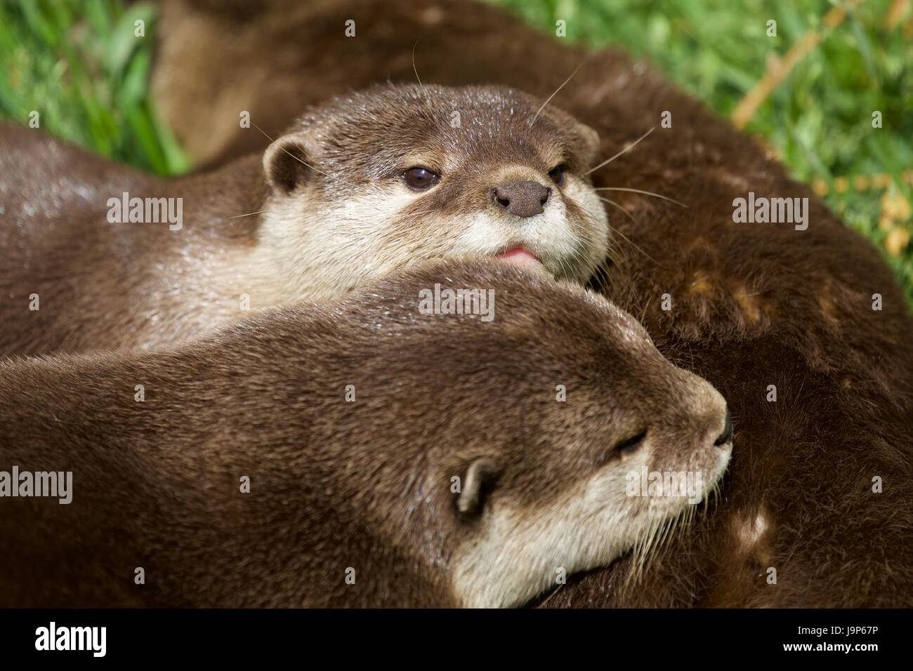Smallest otter species hi-res stock photography and images - Alamy