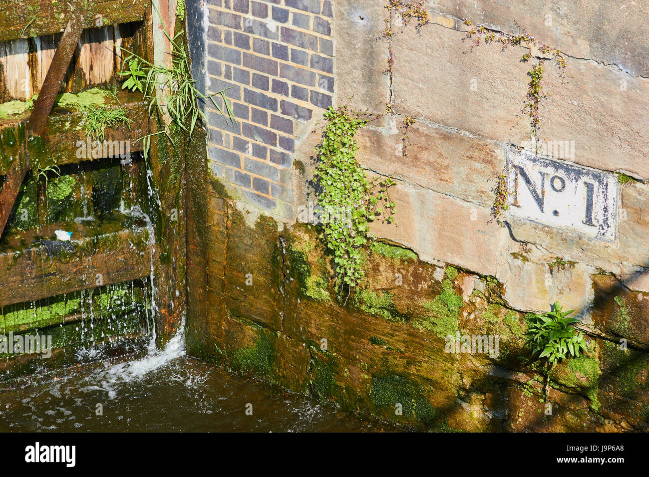 Ferns and moss growing on fixed chamber of canal lock and wall with ...