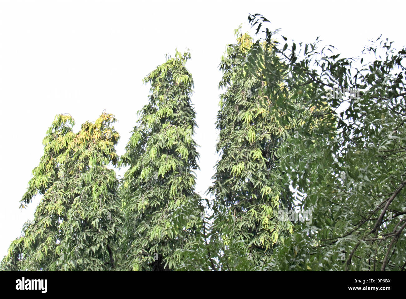 Asopalav tree isolated on white Polyalthia longifolia Stock Photo - Alamy