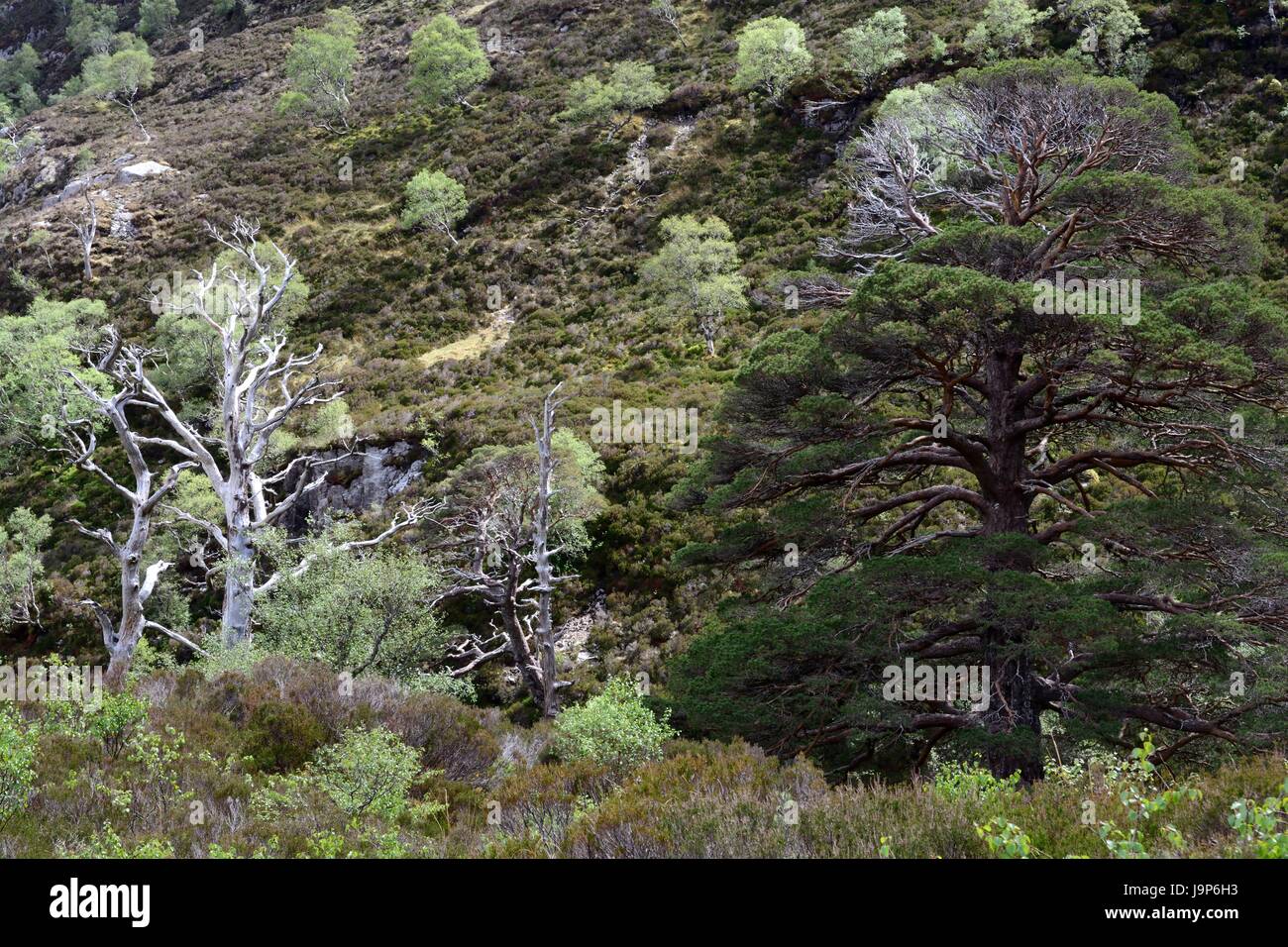 Ghost trees on the Beinn Eighe National nature Reserve trail Werster ...