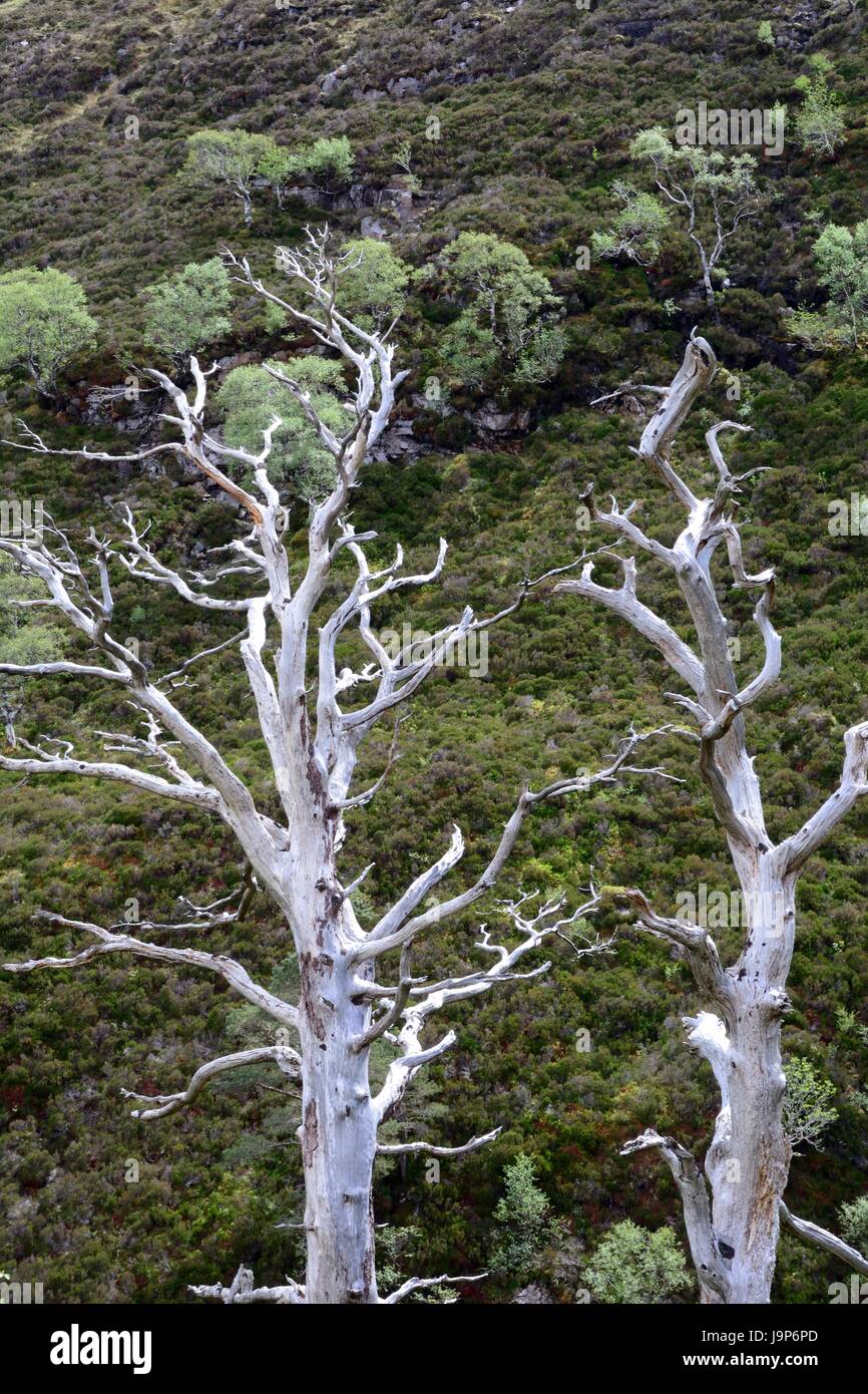 Ghost trees on the Beinn Eighe National nature Reserve trail Werster ...