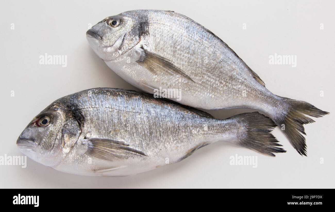 Dorado, sparus, bream fish ingredient of mediterranean diet Stock Photo ...