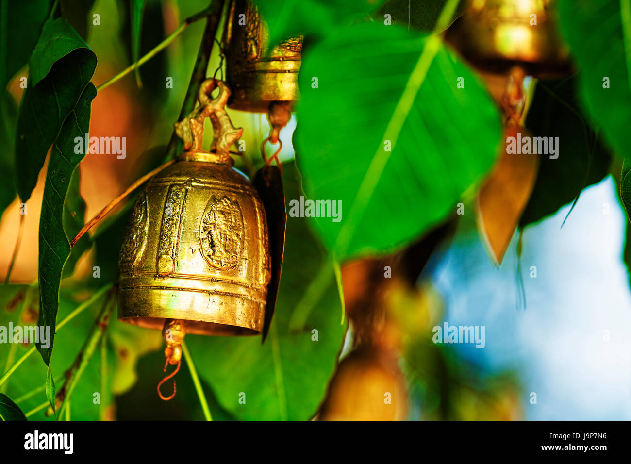 religion, religious, temple, tree, leaves, buddha, metal, thailand ...