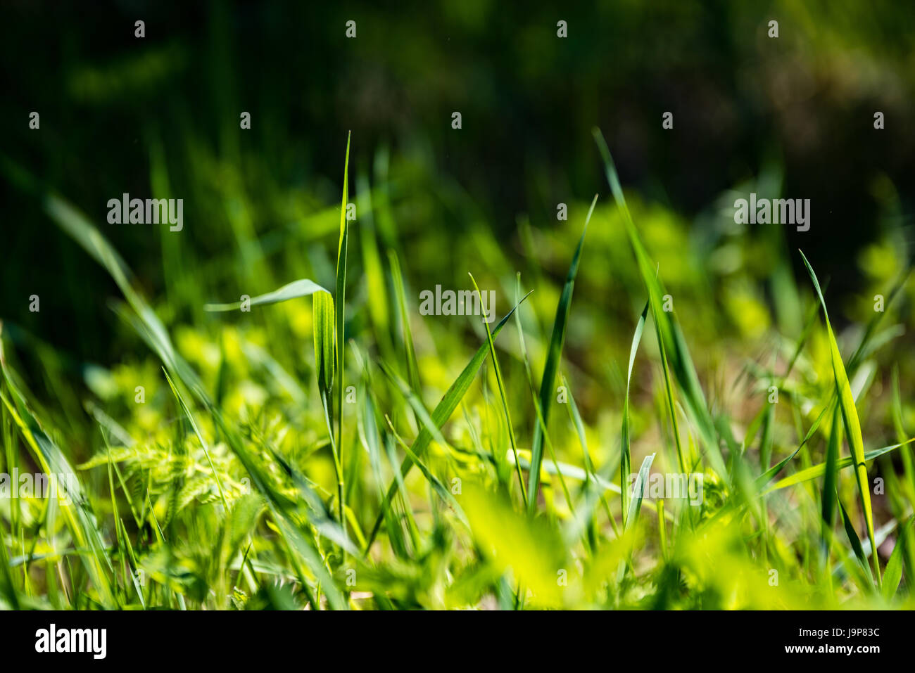 abstract green foliage background in forest with harsh shadows and ...