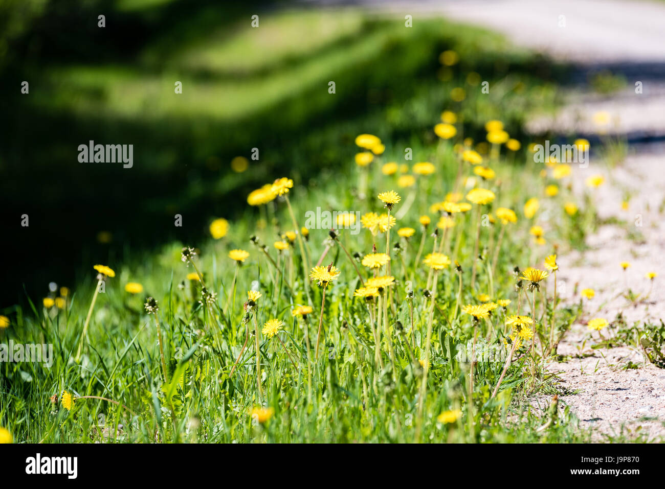 abstract green foliage background in forest with harsh shadows and ...