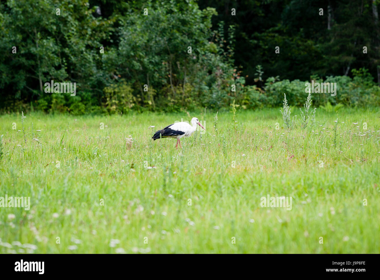 wild stork in the meadow at countryside in spring Stock Photo - Alamy