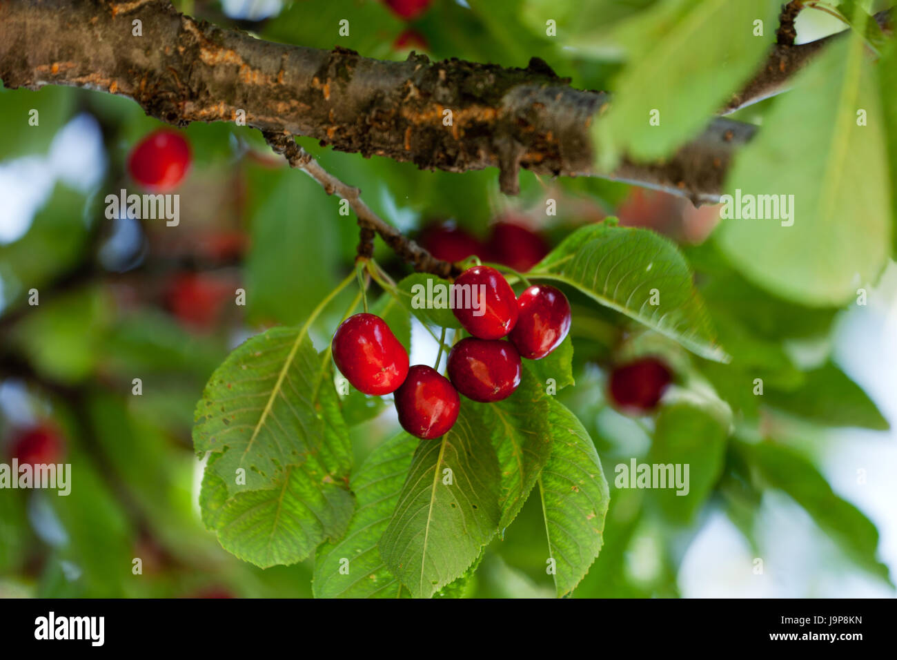 fruit, cherries, cherry tree, tree, flora, fruit, branch, cherry, fruit ...