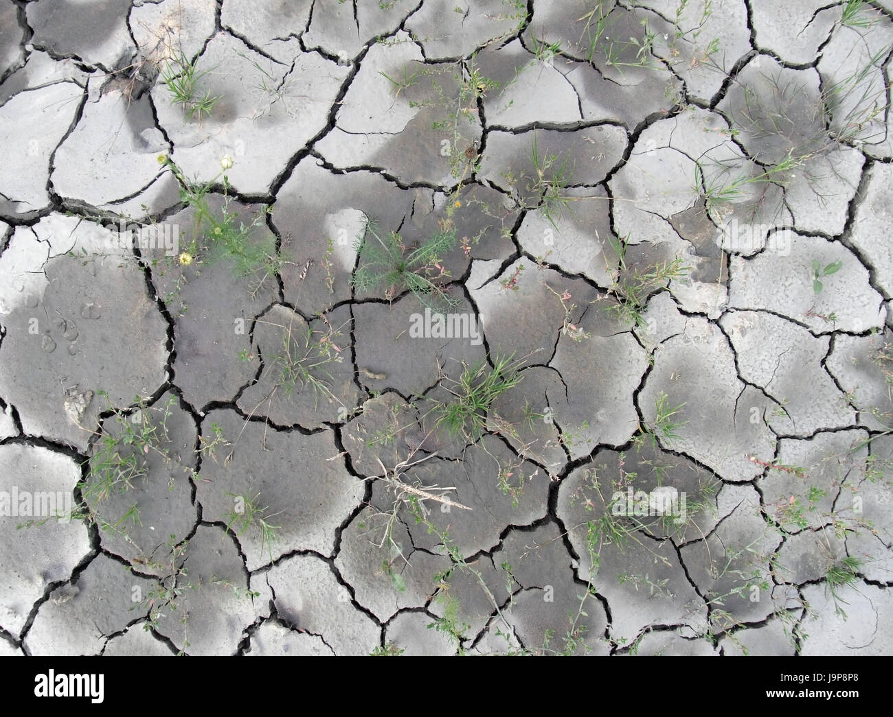 drought, puddle, backgrounds, clay, fissured, cracked, topsoil, plant ...