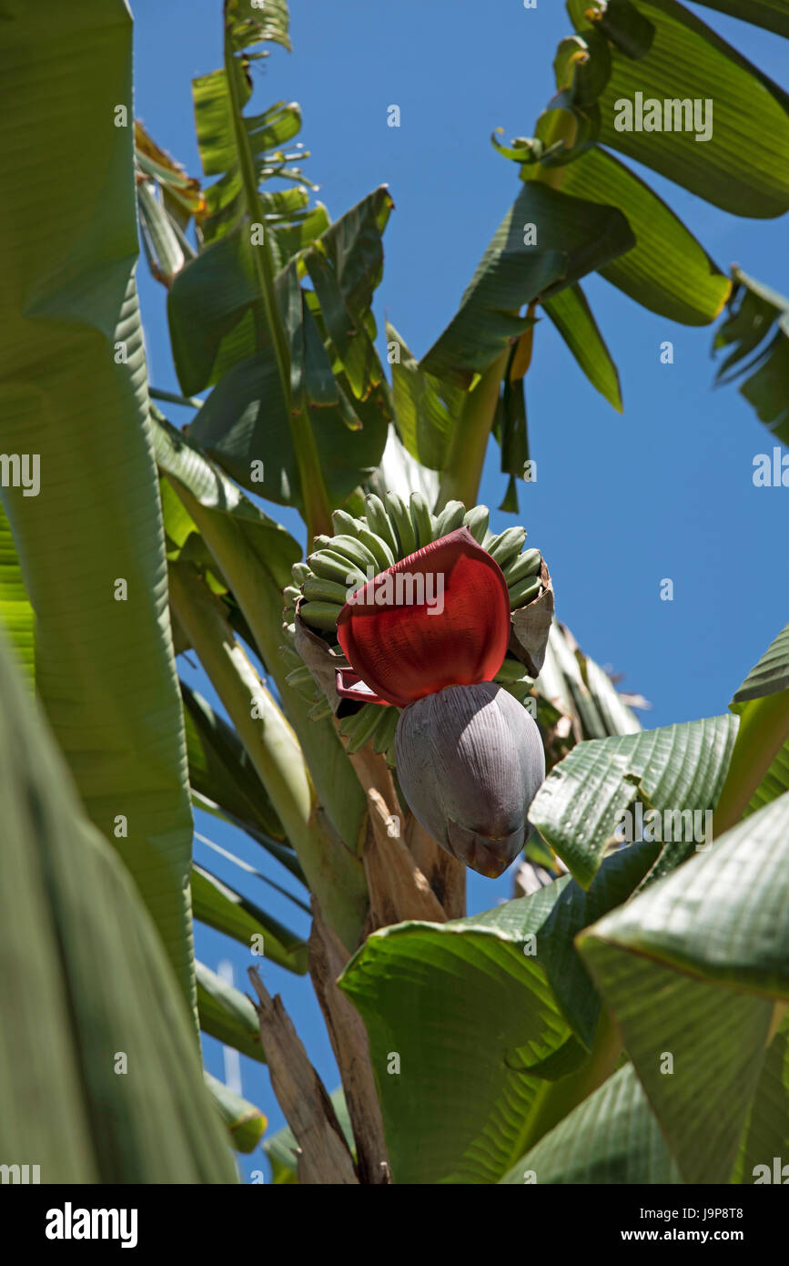The Saba Banana tree fruit and flower native to the Philippines Stock ...