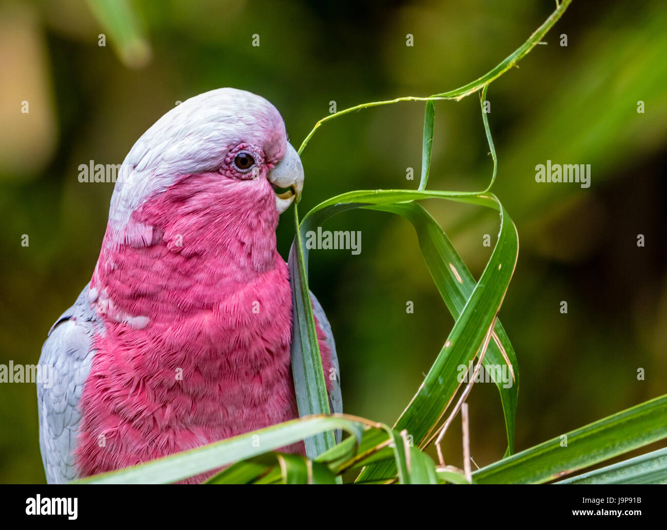 An Egyptian Galah eating tasting a leaf Stock Photo - Alamy