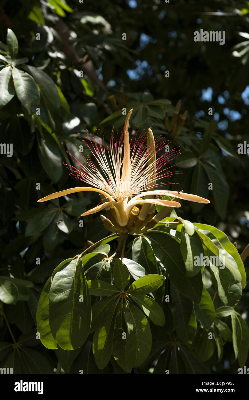 The flower of the Central American MalaBar Chestnut shrub Stock Photo ...