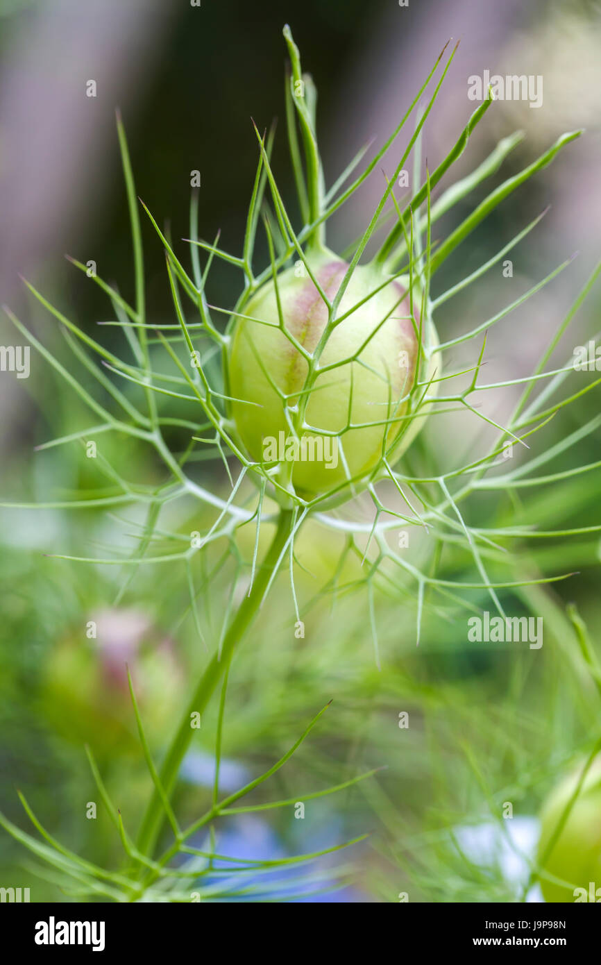Seed vessel hi-res stock photography and images - Alamy