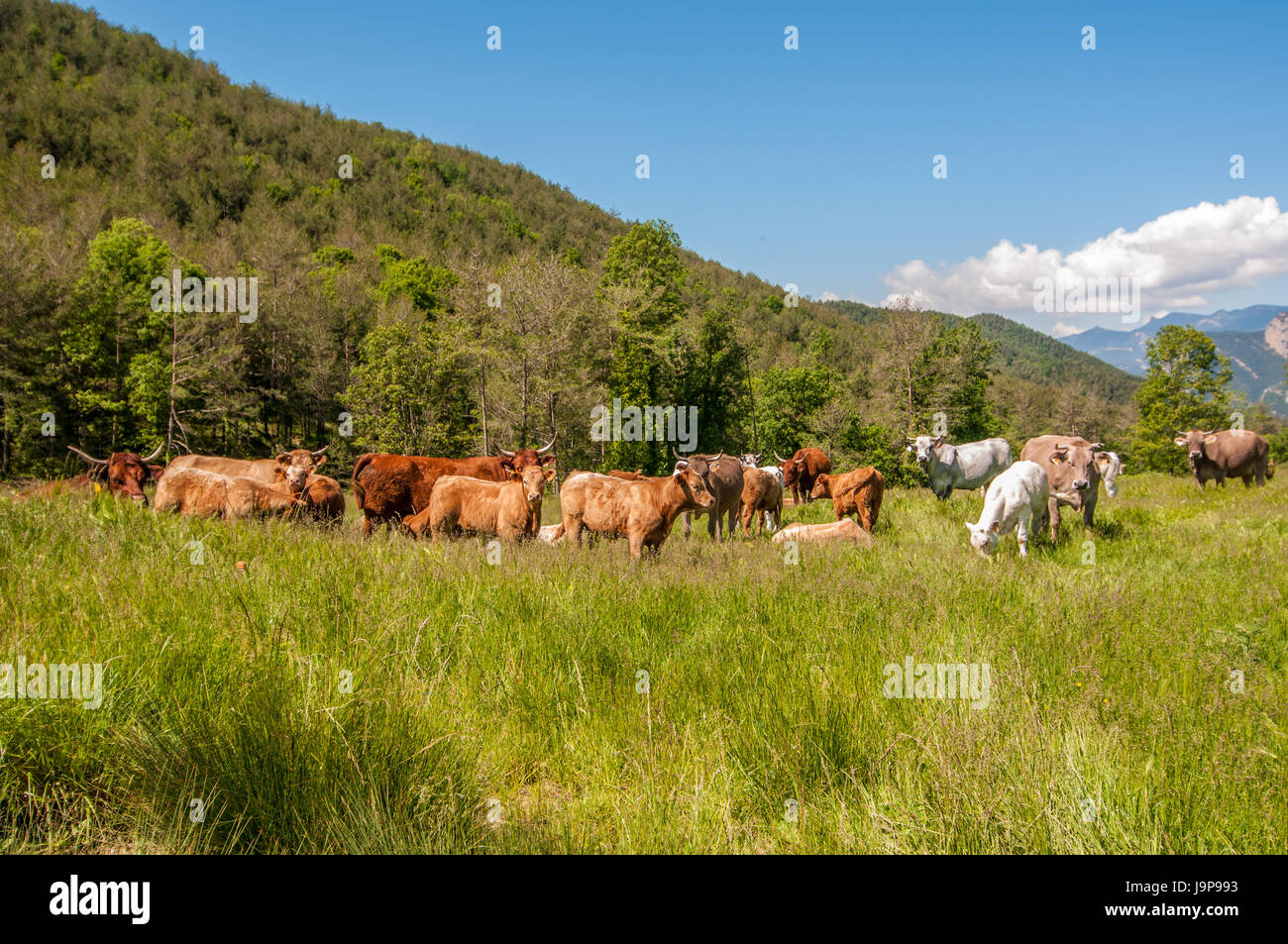 Cows eating in rural hi-res stock photography and images - Alamy