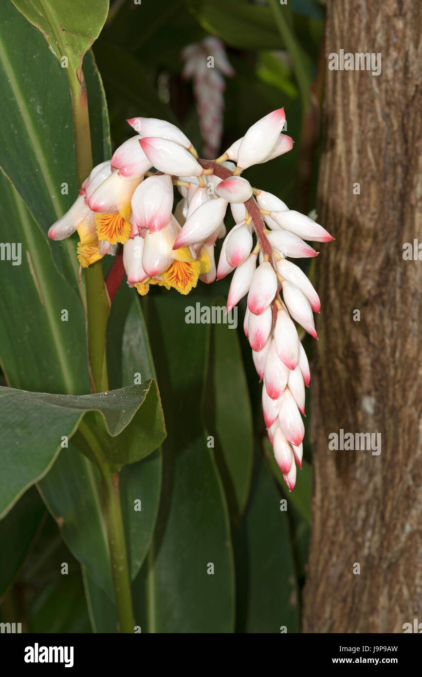 The flower of the Florida Champion Tree a Green Buttonwood. Florida USA ...