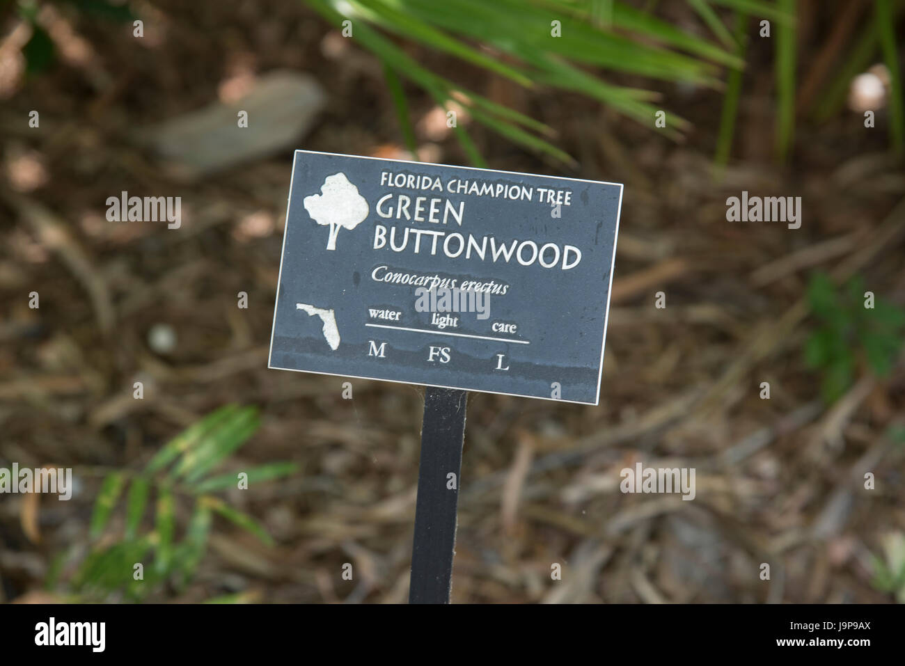 Horticultural label on a Green Buttonwood tree in Florida USA Stock ...