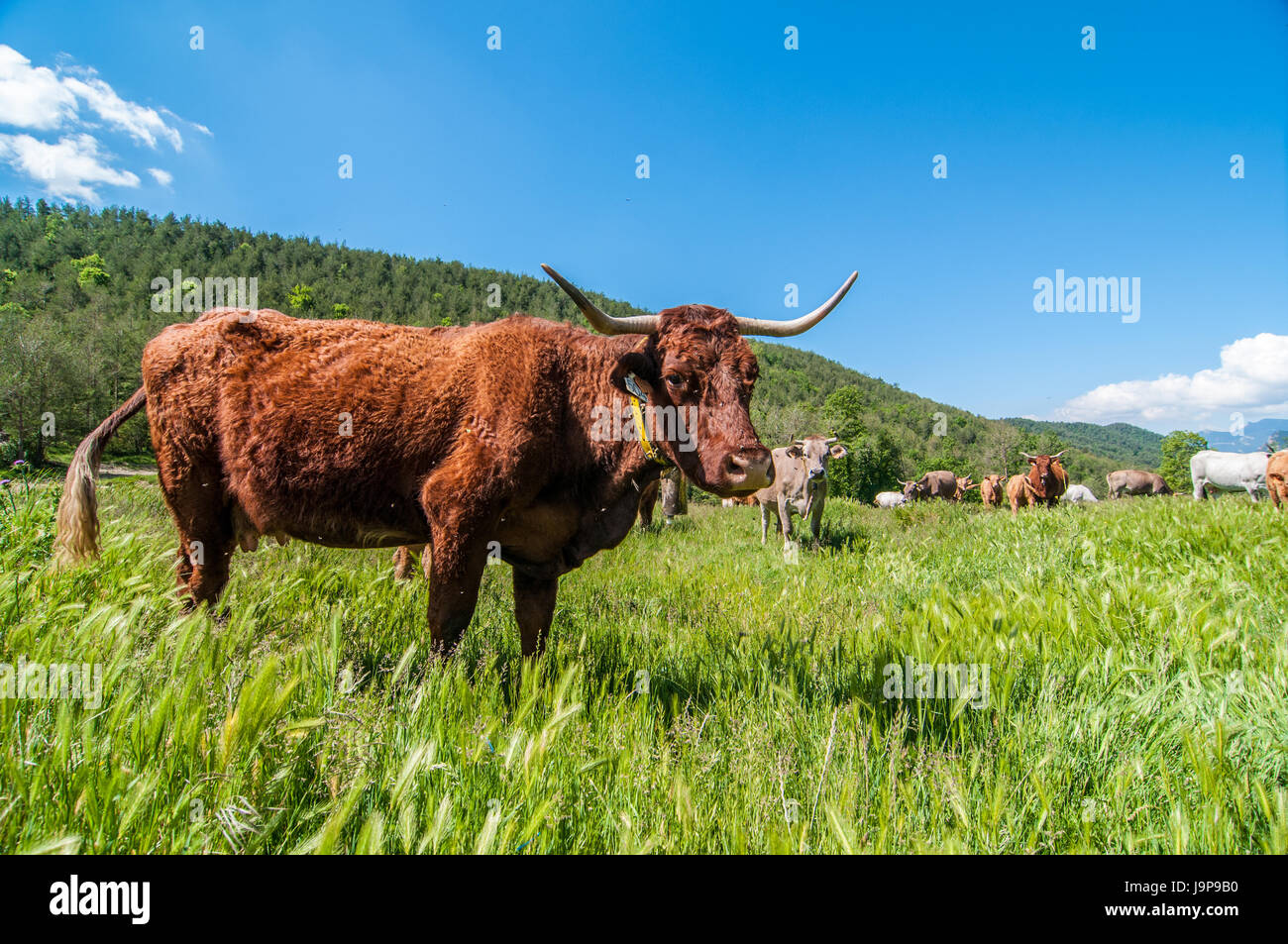Cows eating in the field with blue sky Stock Photo - Alamy