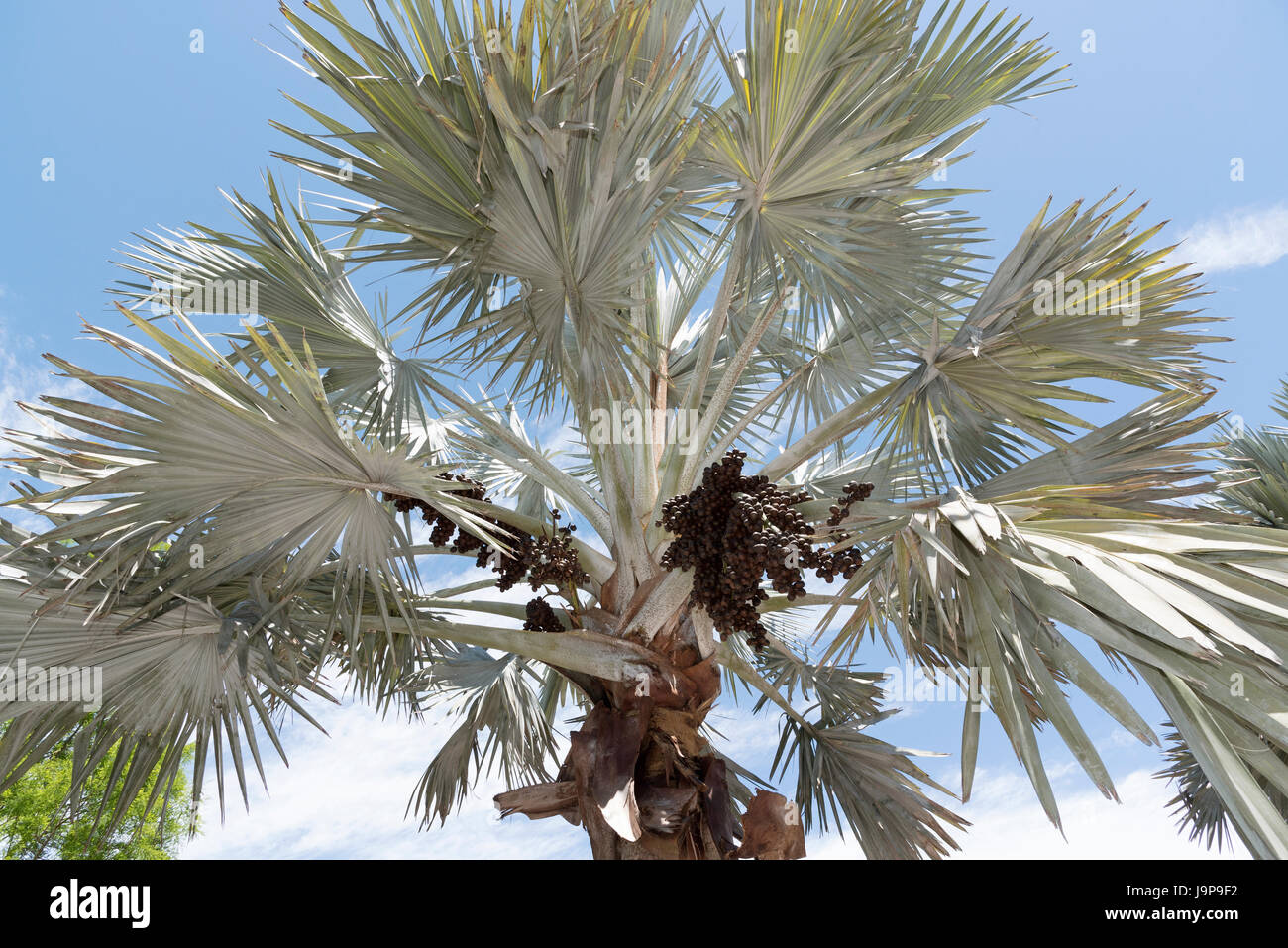 A Bismark Palm tree with a sizable cluster of dark brown ovoid drupes ...