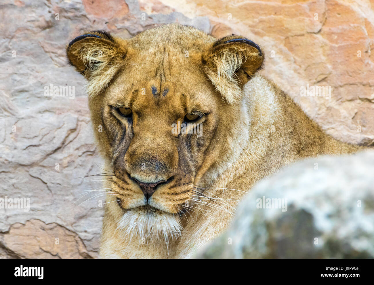 Portrait of a Lion Stock Photo - Alamy