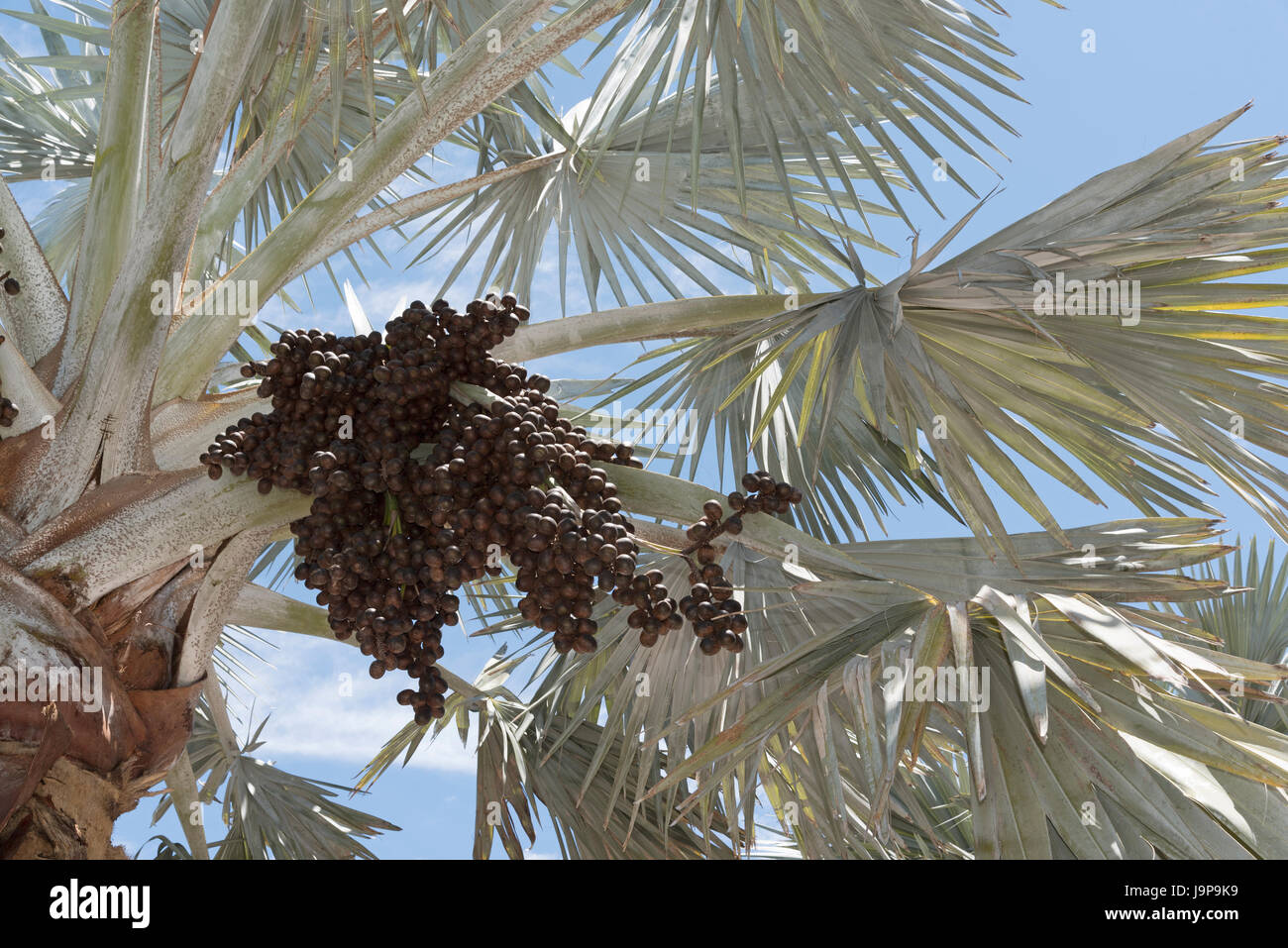 A Bismark Palm tree with a sizable cluster of dark brown ovoid drupes ...