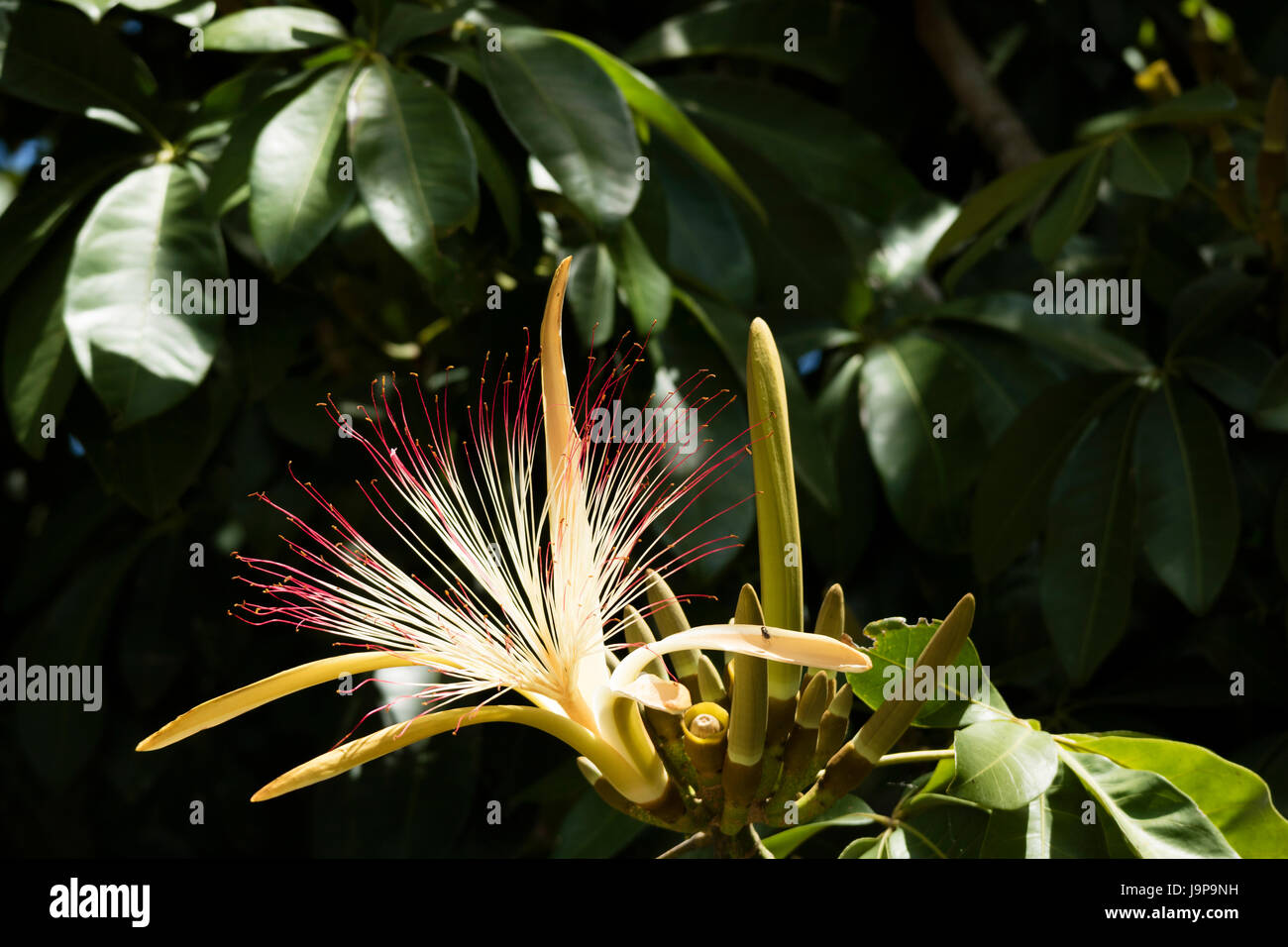The flower of the Central American MalaBar Chestnut shrub Stock Photo ...