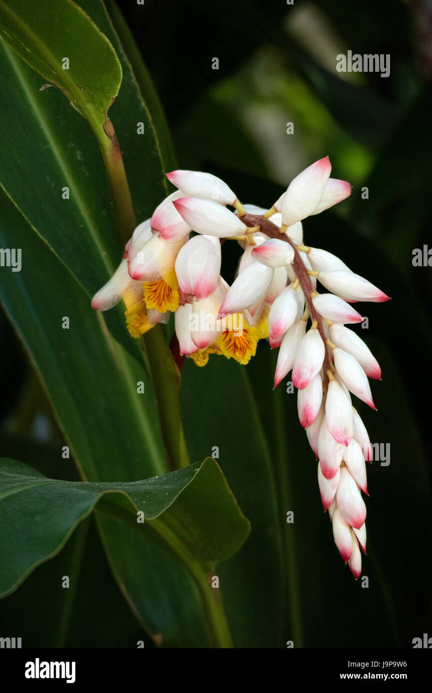 The flower of the Florida Champion Tree a Green Buttonwood. Florida USA ...