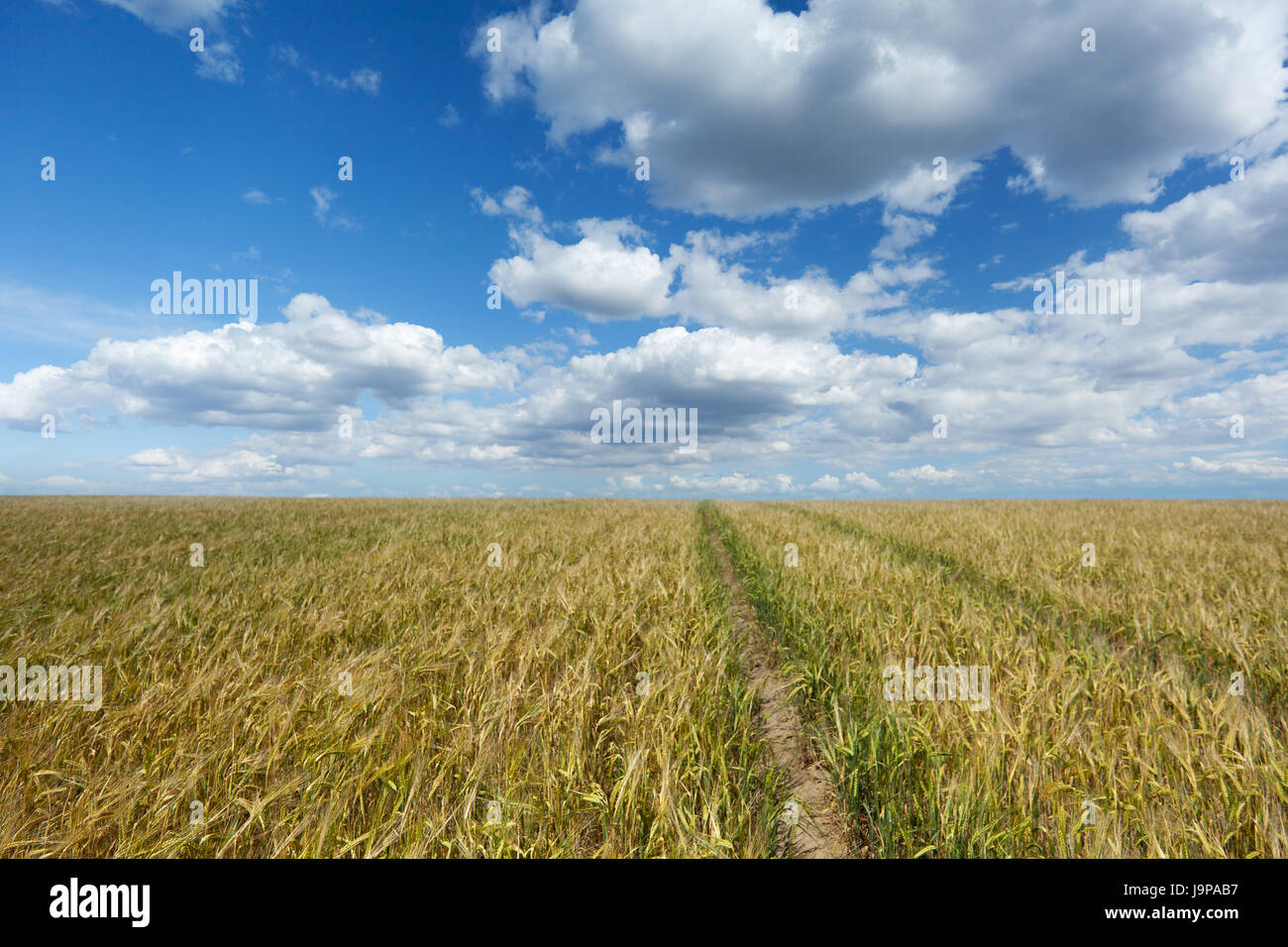 horizon, agriculture, farming, field, firmament, sky, scenery ...