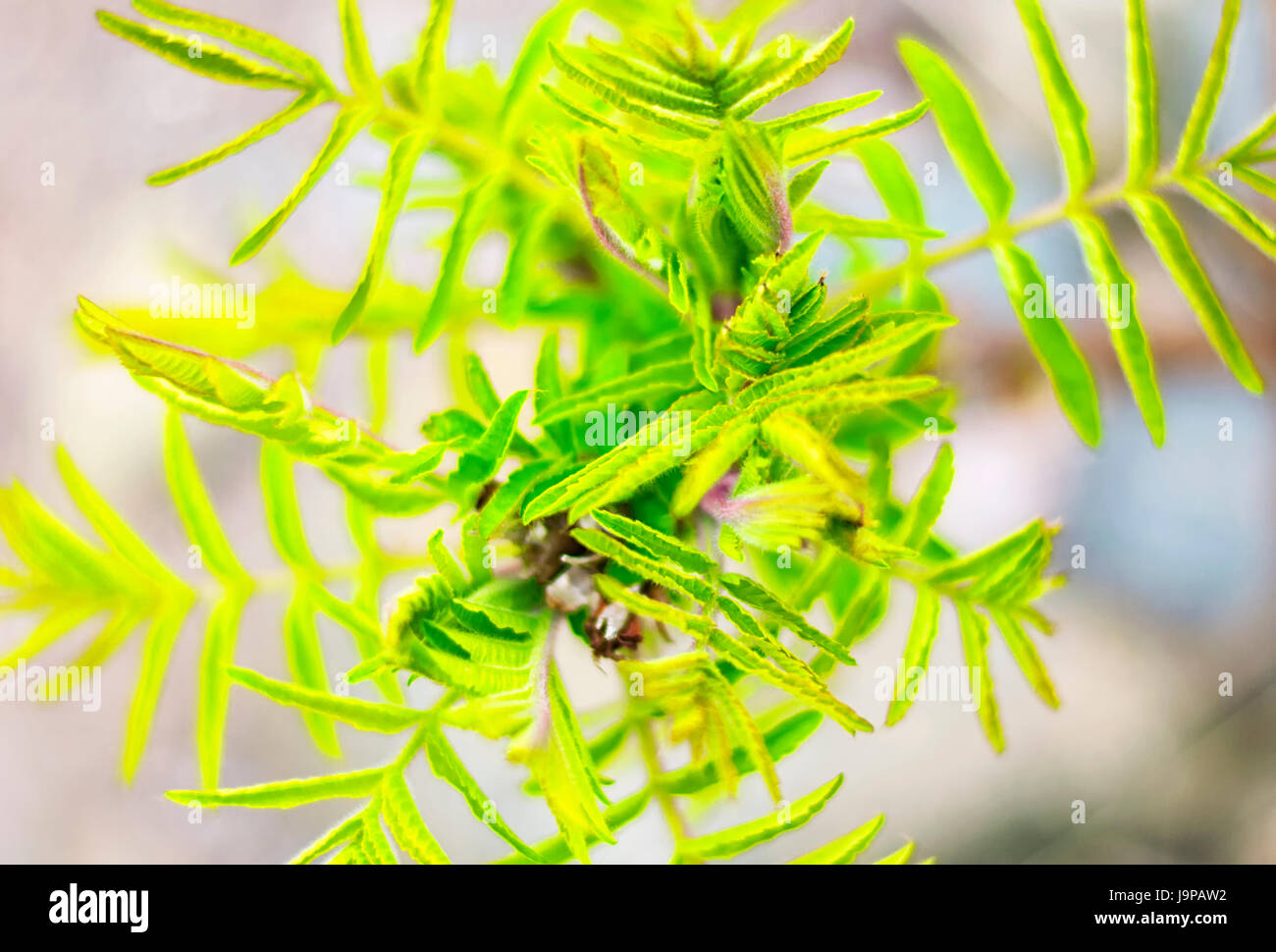 Sumac tree hi-res stock photography and images - Alamy