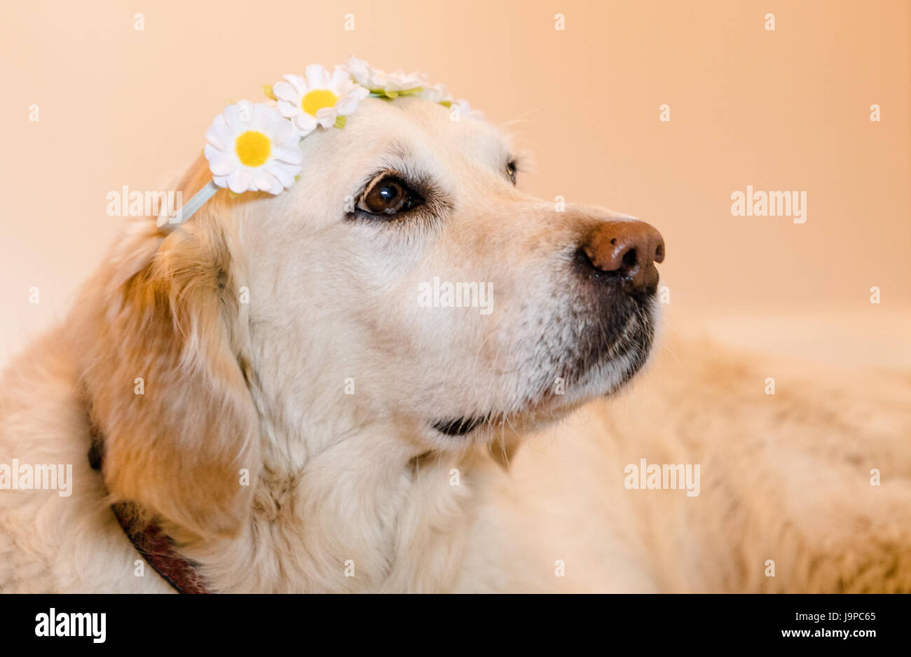 Stylish golden retriever dog being patient while being dressed up Stock ...