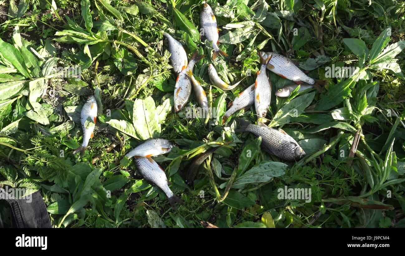 freshly caught roach,lying on the grass Stock Photo - Alamy