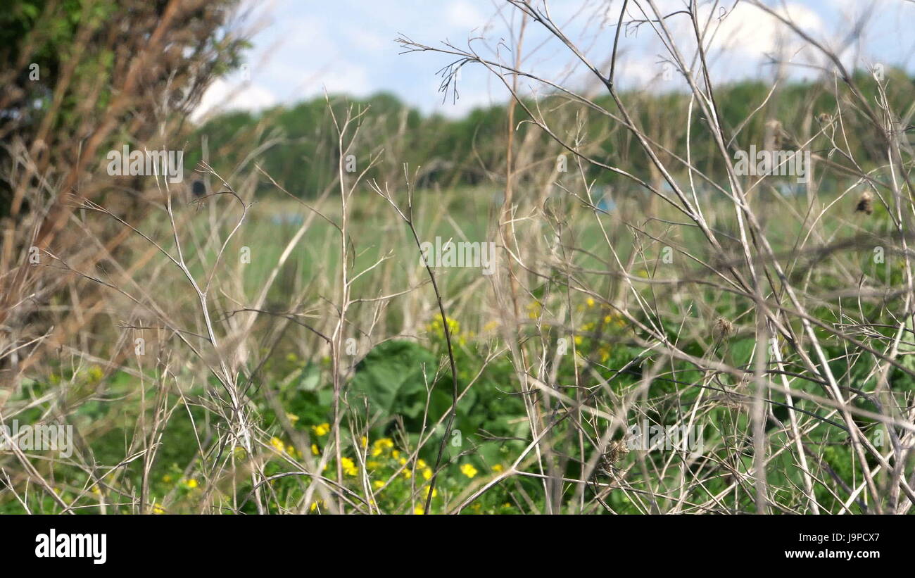 grass swaying in the wind and sun light Stock Photo - Alamy